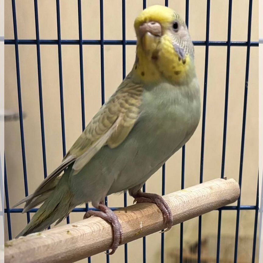 Волнистый попугай. Девочка