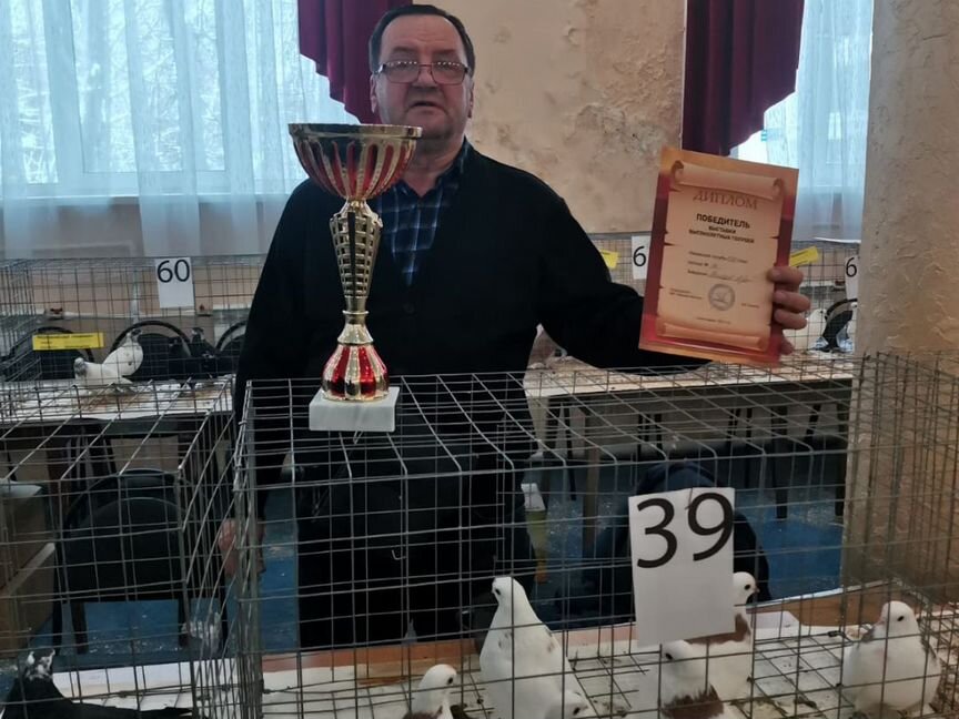 Продажа голубей ижевских голубей