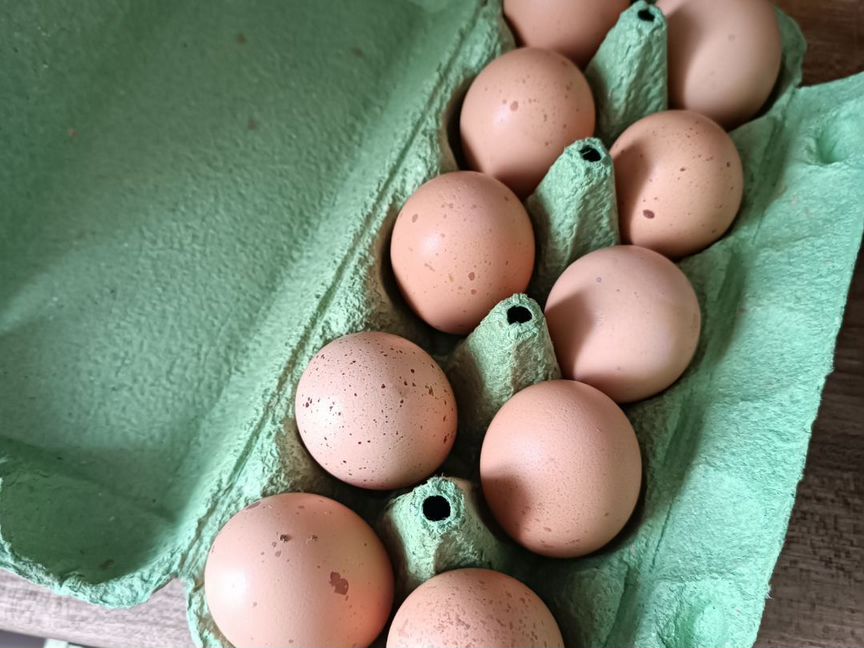 Инкубационное яйцо Билефельдер