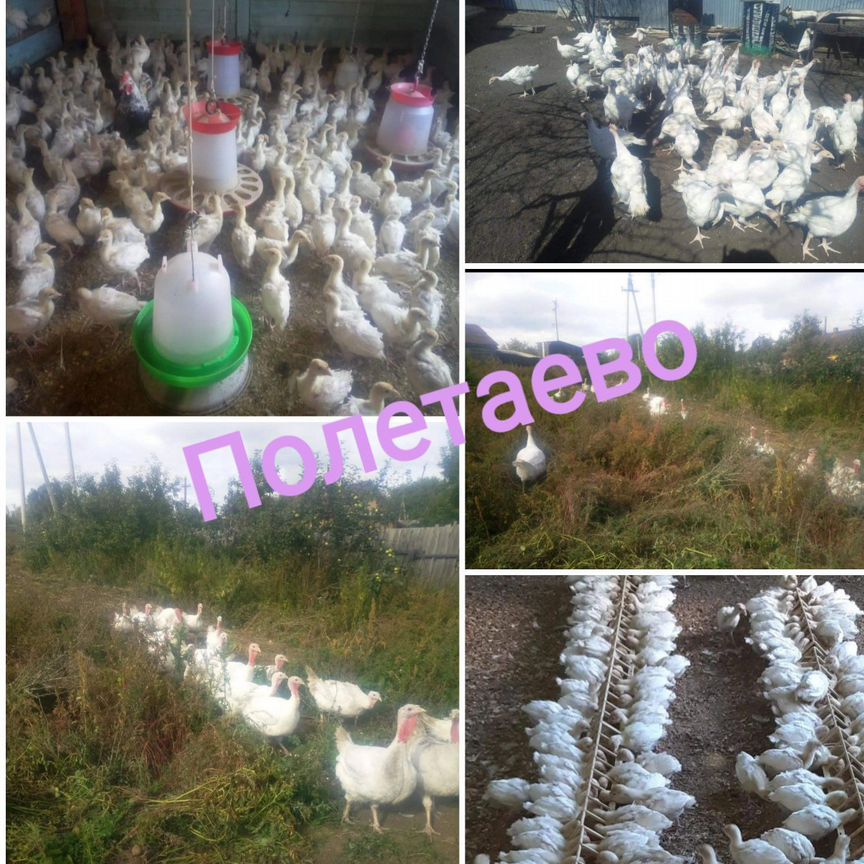 Индюшата бройлерные