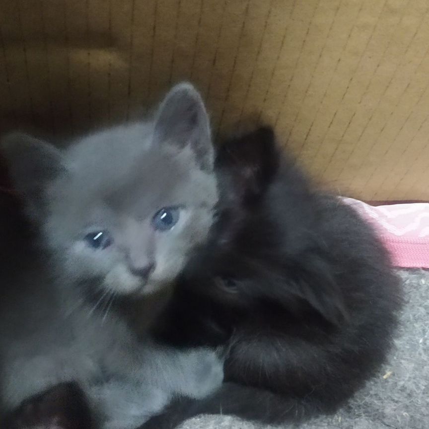 Кот русская голубая