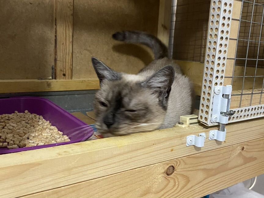 Кошечка сиамочка