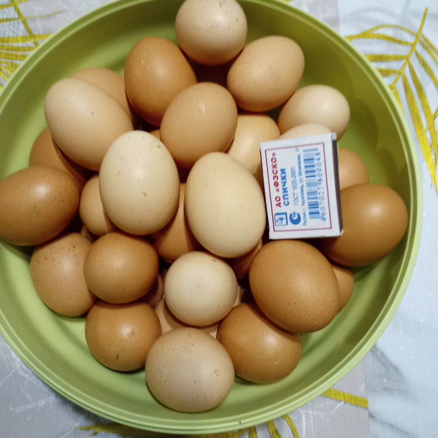 Яйцо домашнее