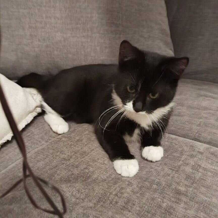 Котенок девочка ласковая