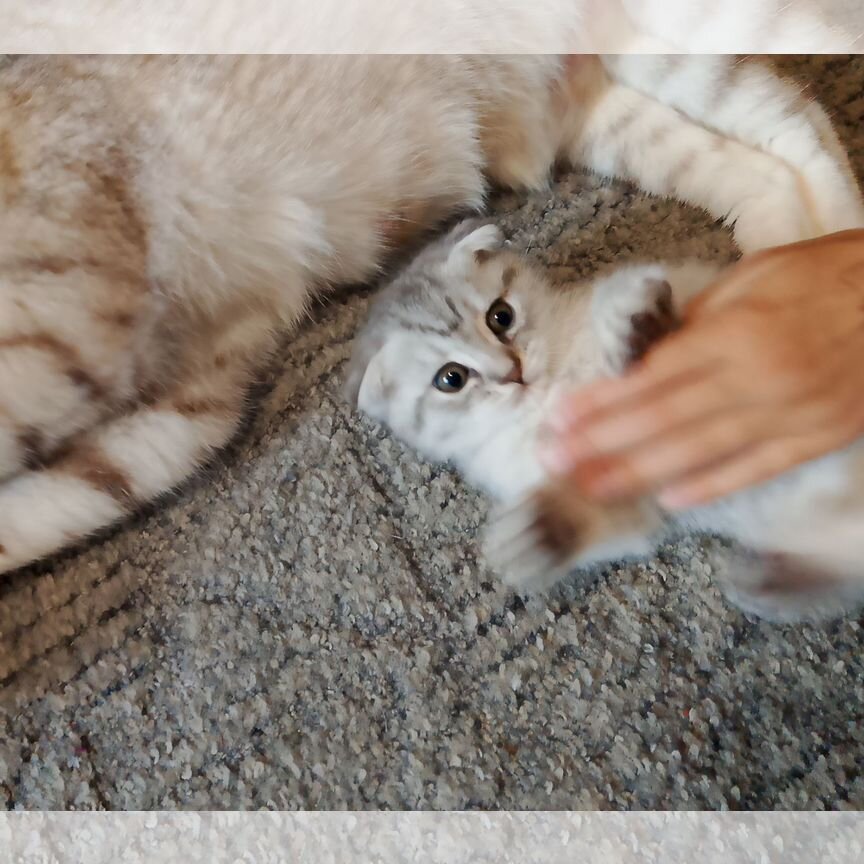 Кошечка вислоухая котенок