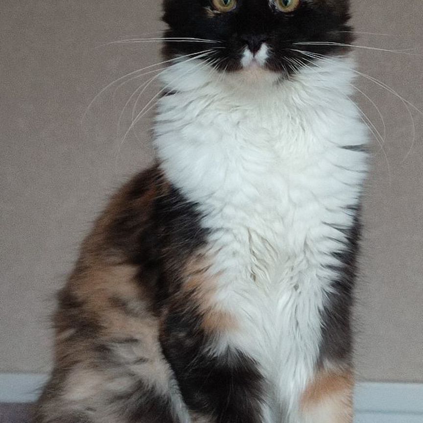 Мейн-Кун девочка