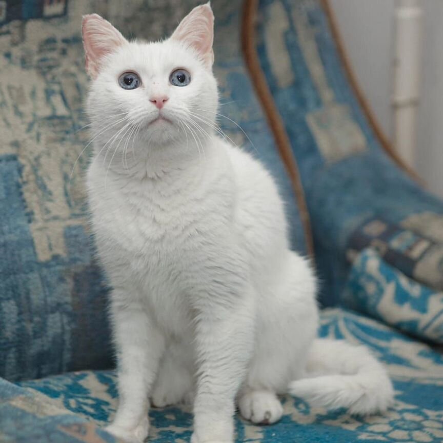 Кошка Мандаринка