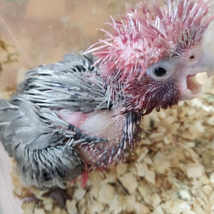 Выкормыш Розовый Какаду Галла