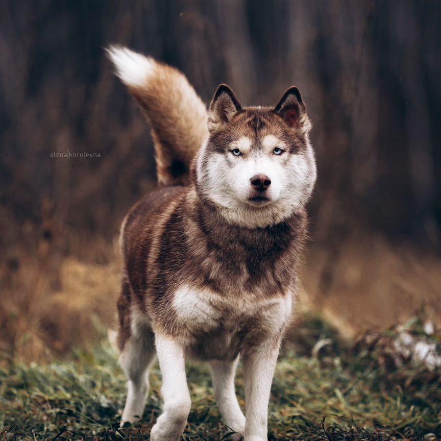 Осень из приюта