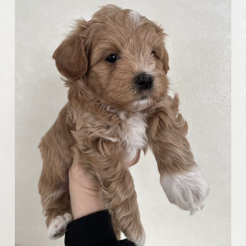 Мальтипу, щенок