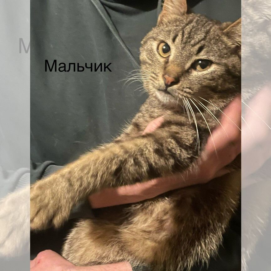 Котик из бабкиной треш квартиры нуждается в доме