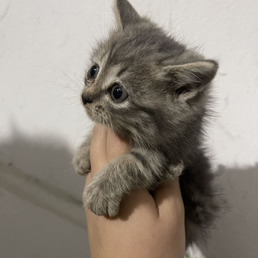 Котята в добрые руки бесплатно мышеловки