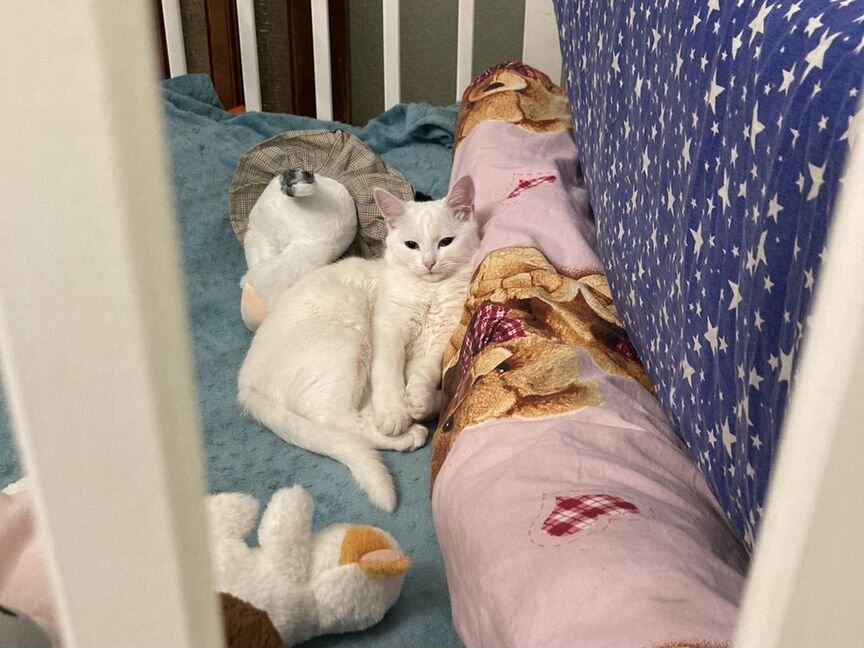 Отдам бесплатно кошечка Бэлла