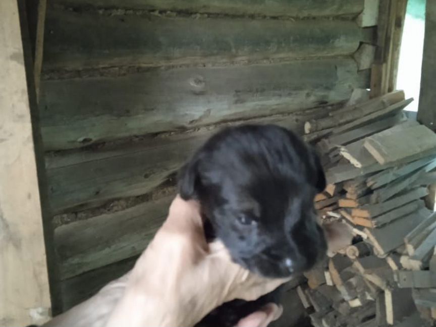 Щенок в добрые руки бесплатно маленькая порода