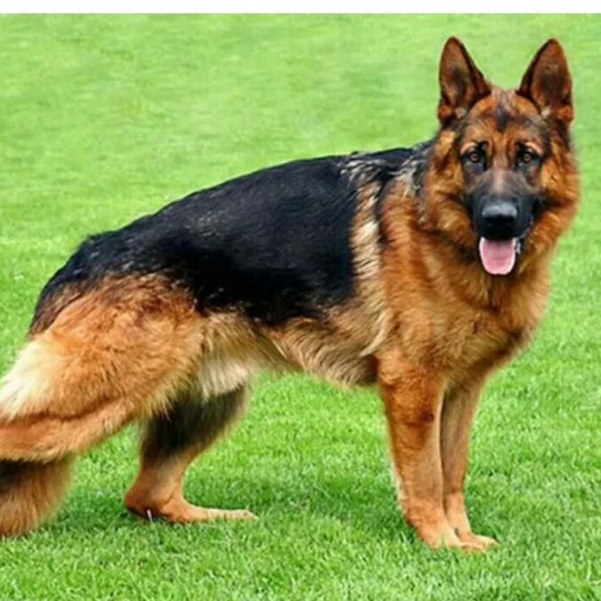 Немецкая овчарка