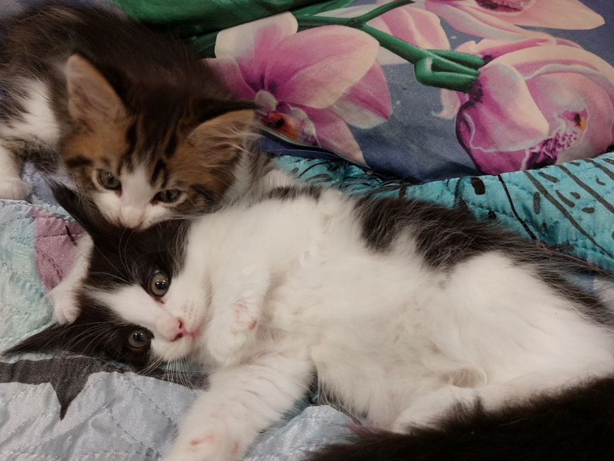 Мальчик и девочка мейн-куны