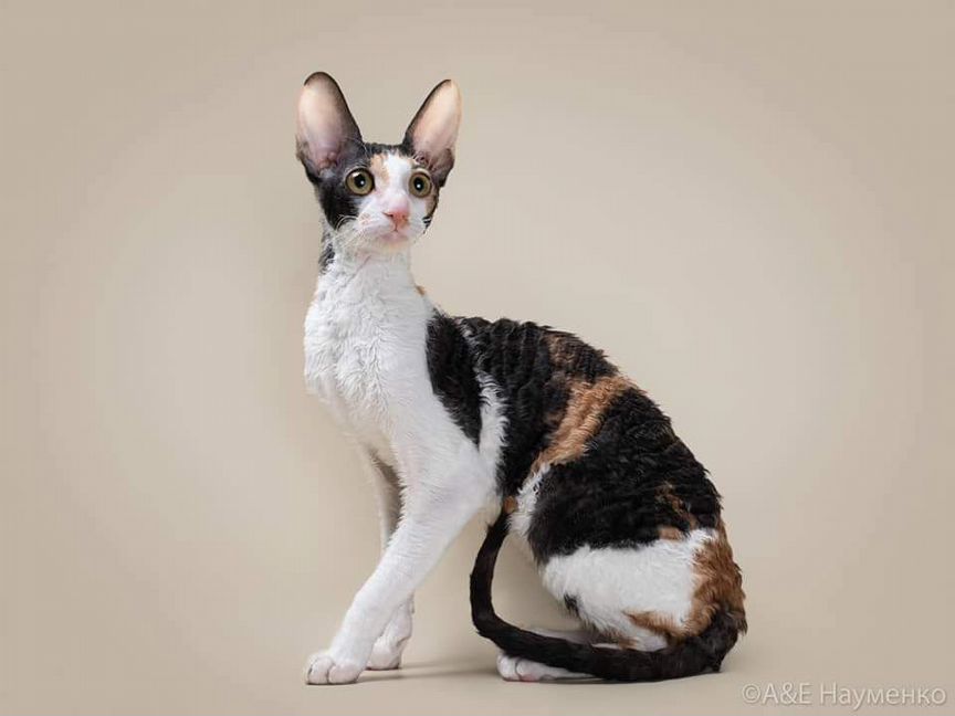 Молодая кошечка