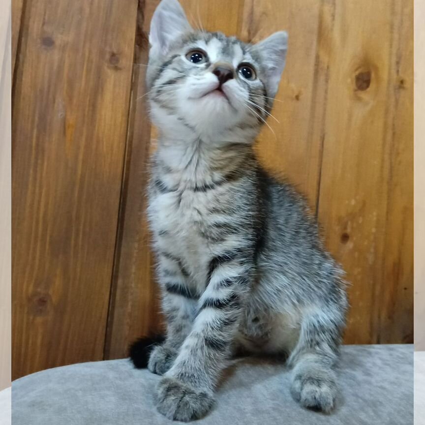 Котята в добрые руки бесплатно