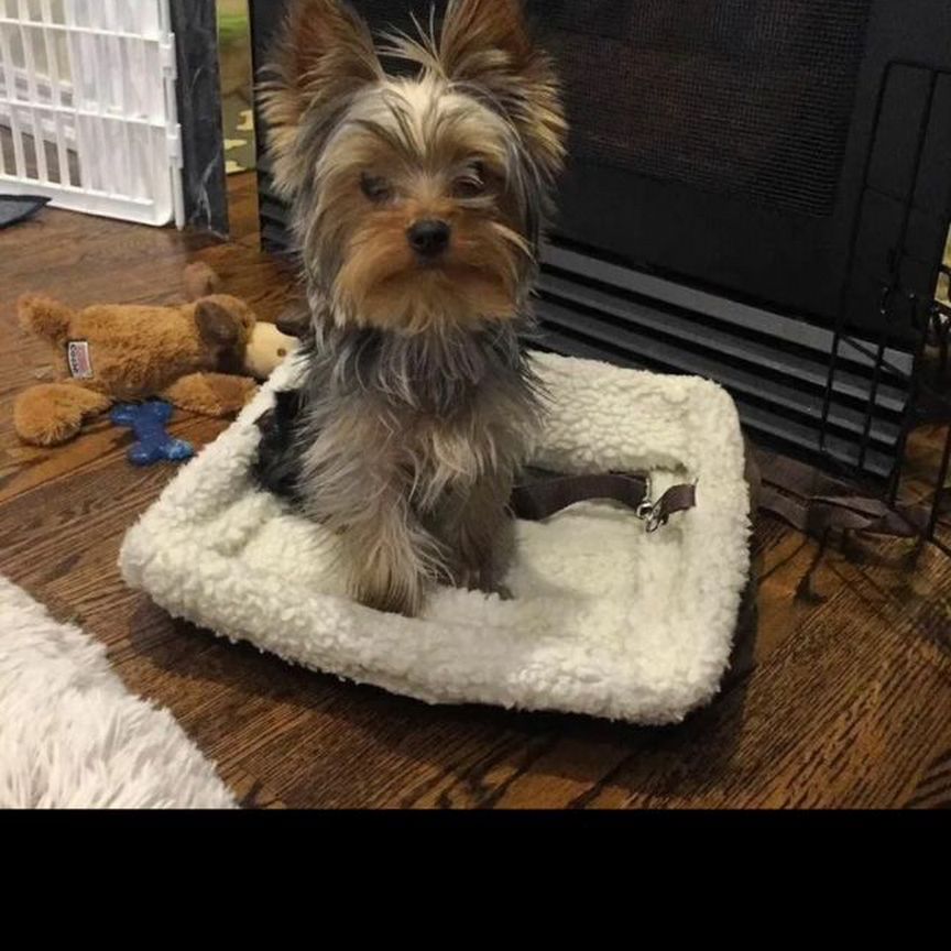 Йоркширский терьер