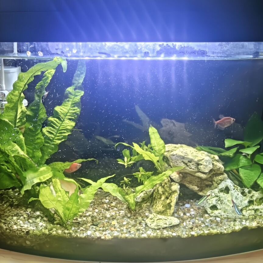 Аквариумные рыбки и растения