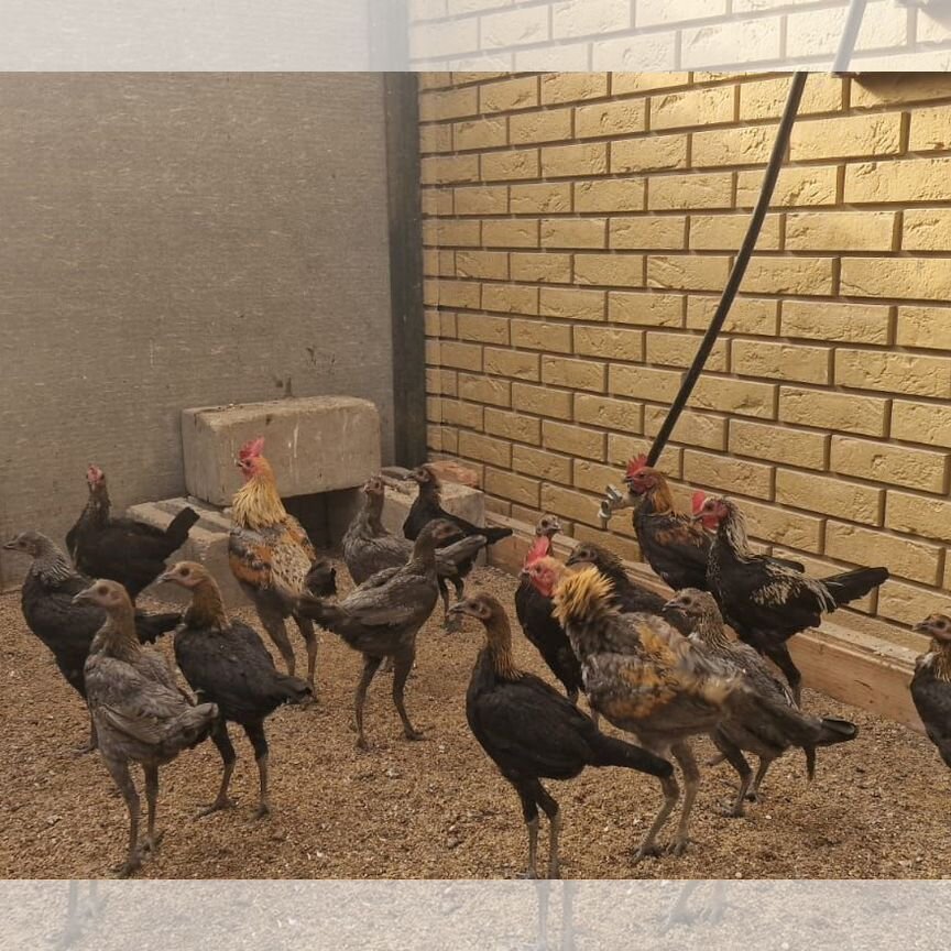 Продаются куры англиский модерн