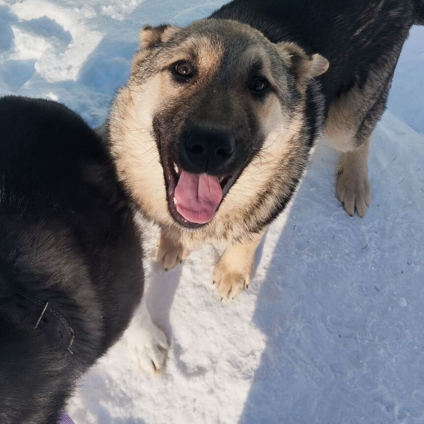 Щенок в добрые руки