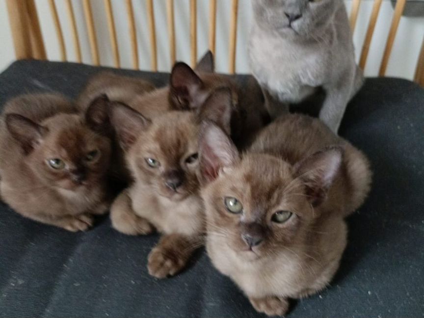 Котята евробурма