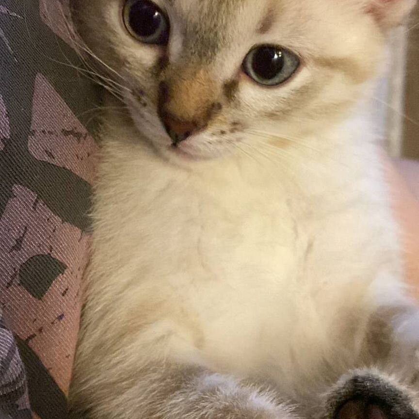 Тайский котëнок + все необходимые вещи