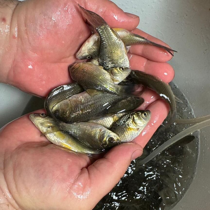 Карась малек для пруда, мелкий живец