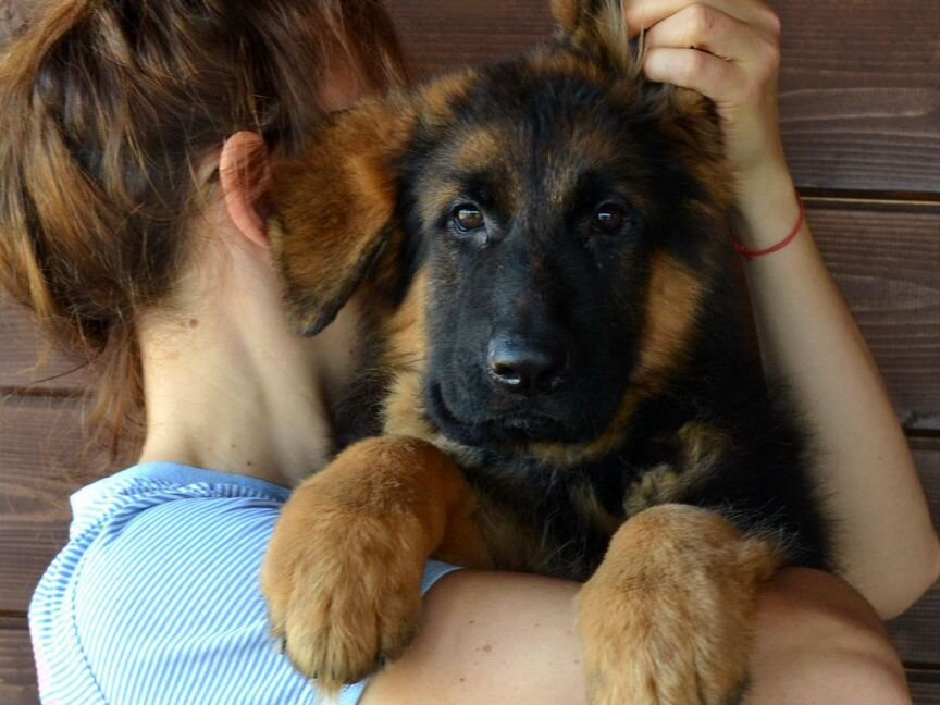 Красивая сука щенок длинношерстной нем. овчарки