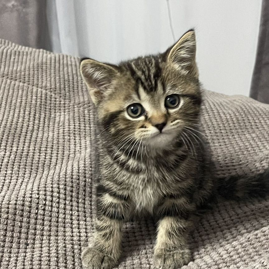 Шотландский прямоухий котенок