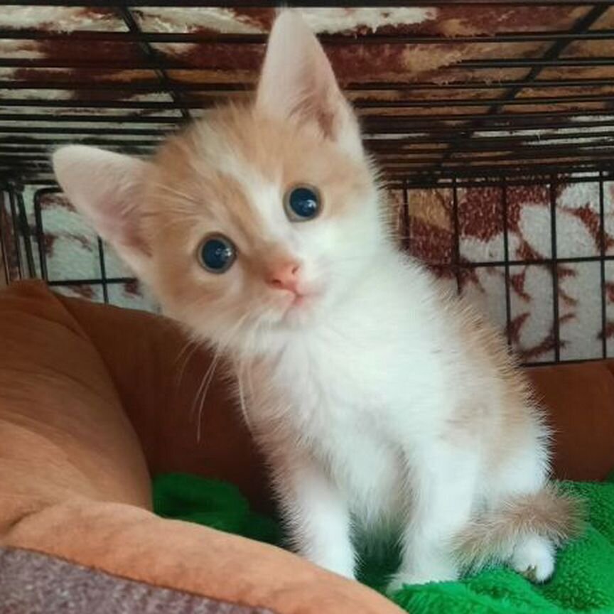 Котёнок в добрые руки