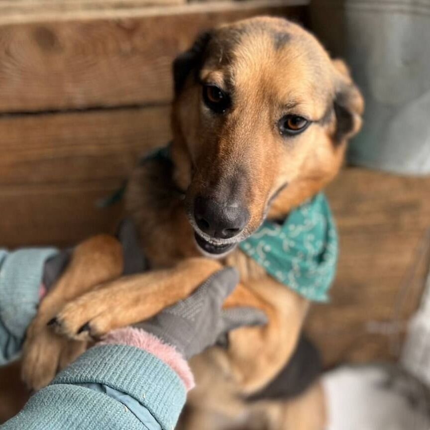 Взрослый пёс в добрые руки