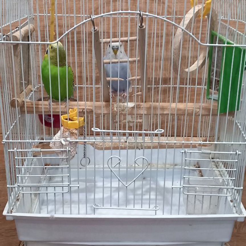 Волнистый попугай с клеткой