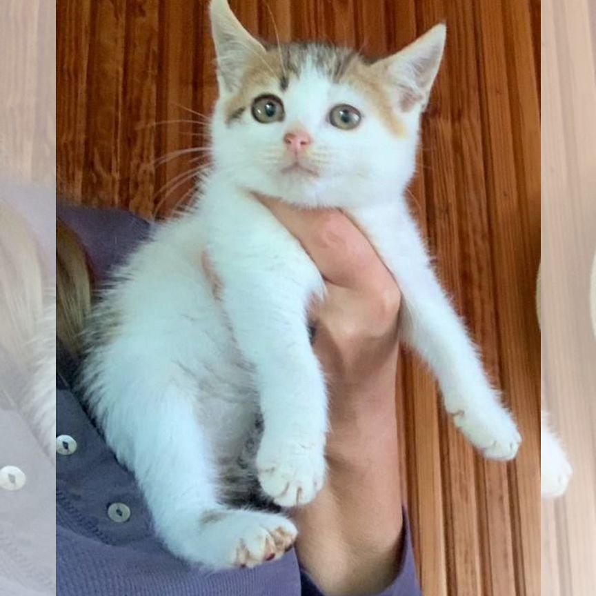 Котенок в добрые руки.Трехцветный
