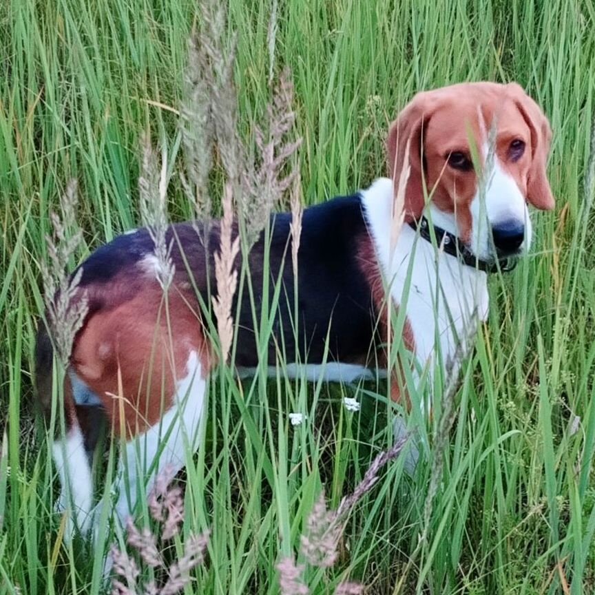 Эстонская гончая, щенок