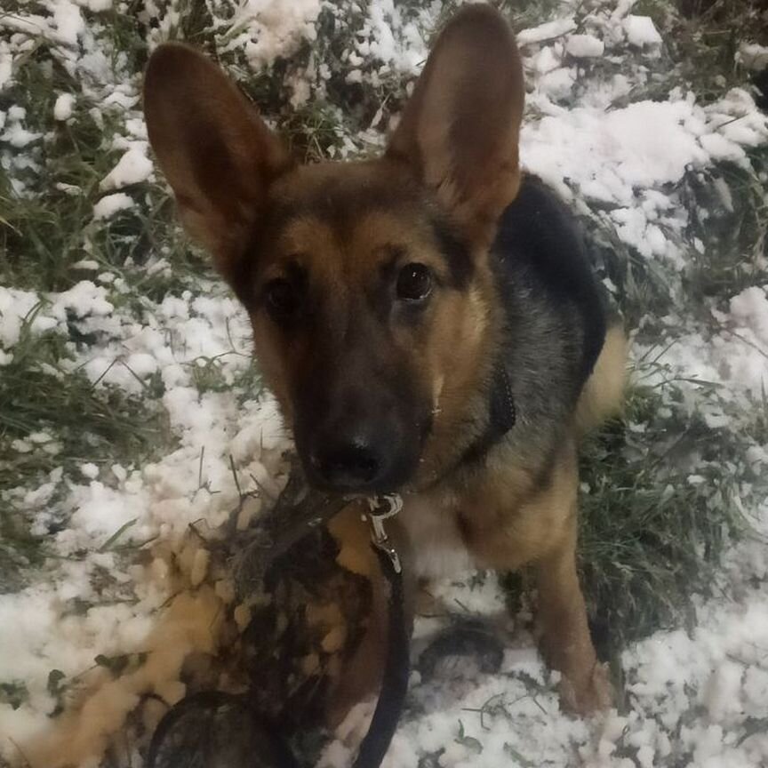 Немецкая овчарка, щенок