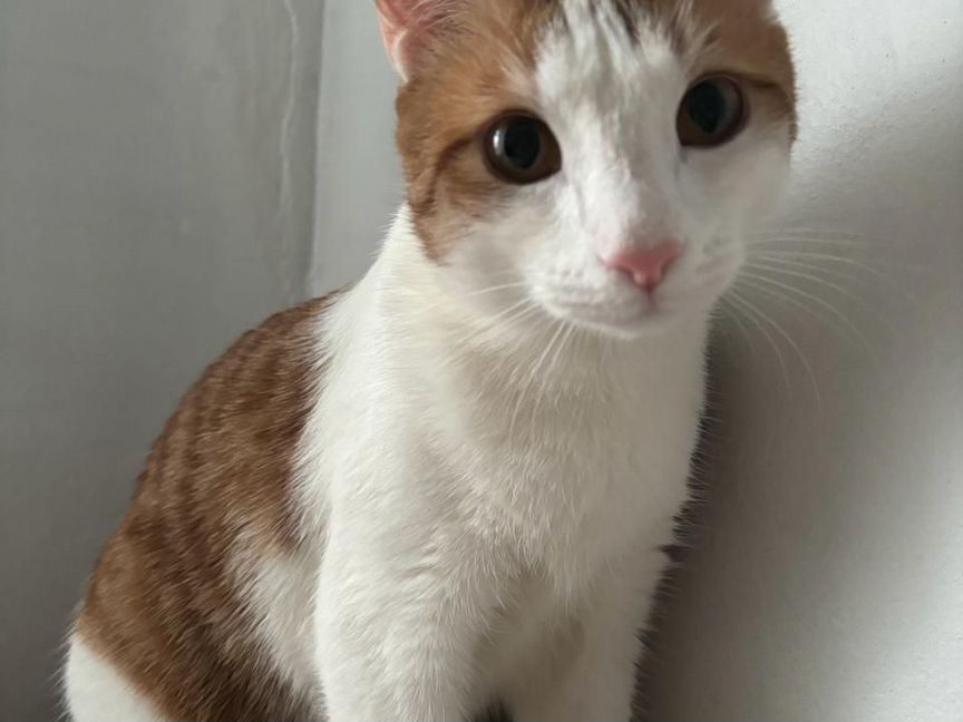 Кошки в добрые руки бесплатно