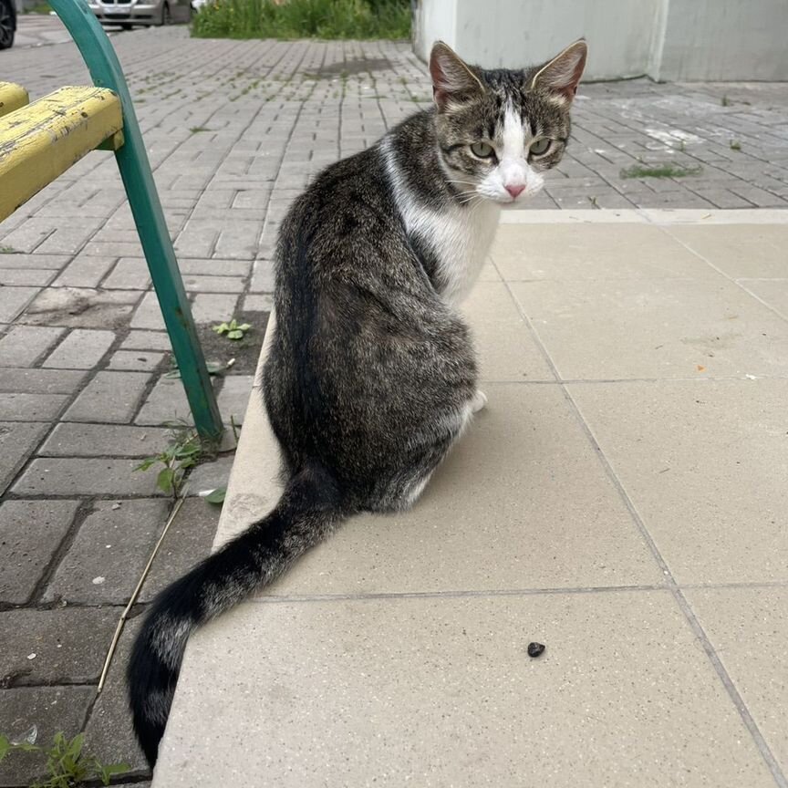 Кошка