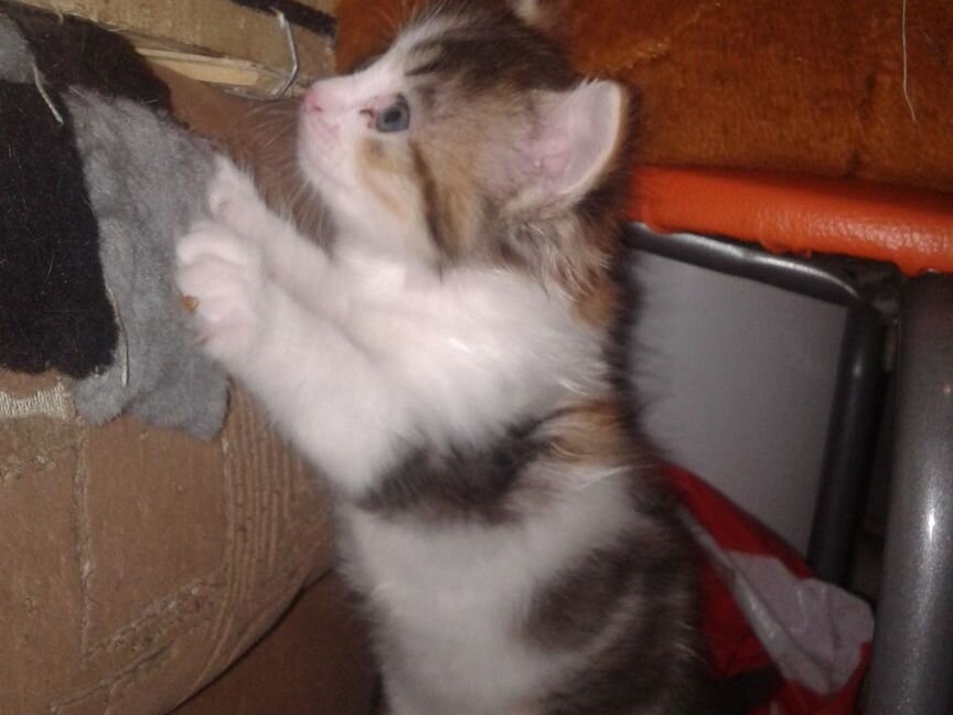 Красивая трёхцветочка 1,5 мес