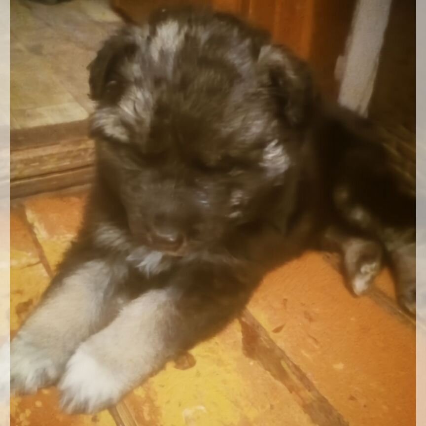 Щенок в добрые руки