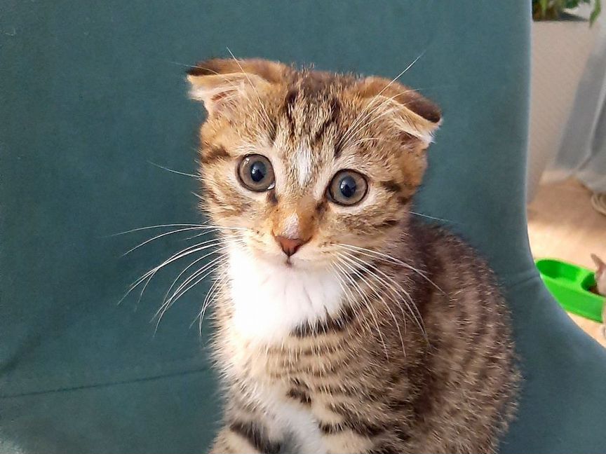 Шотландская вислоухая