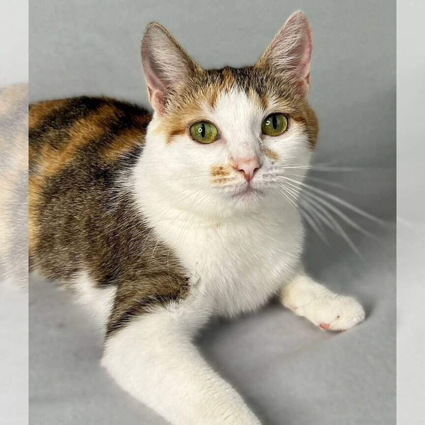 Ласковая кошка Злата в добрые руки