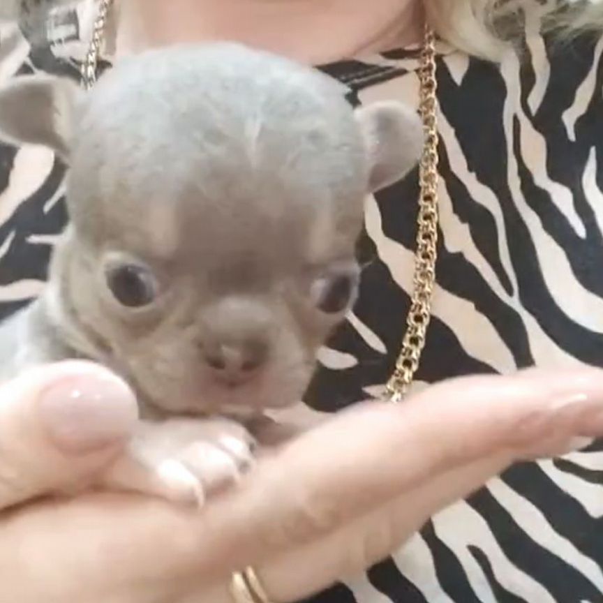 Чихуахуа, щенок