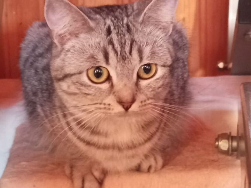 Мася в добрые руки