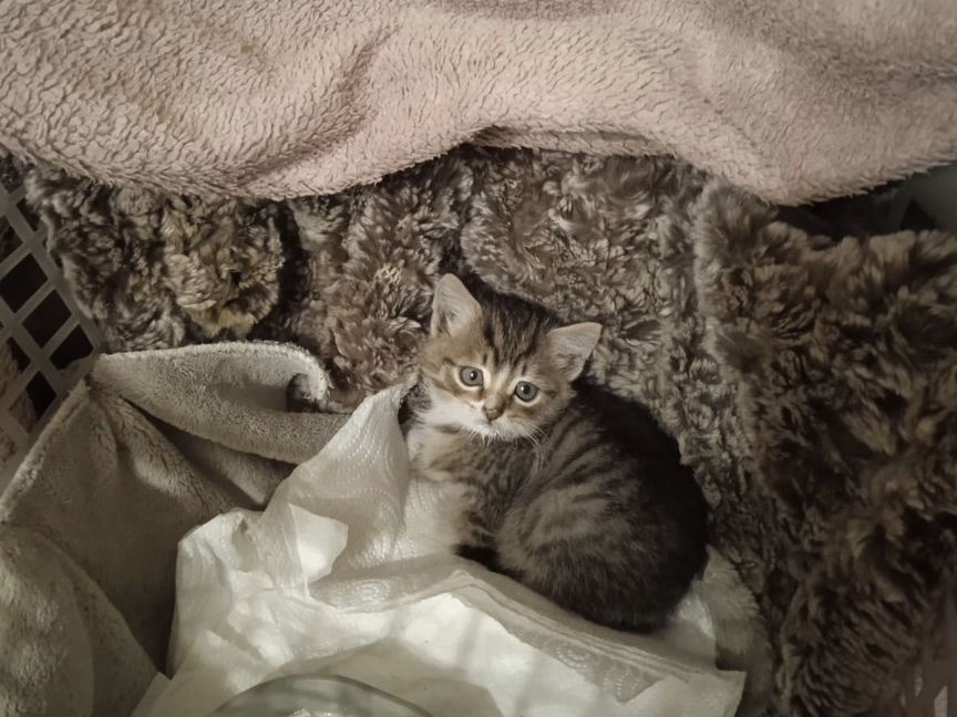 Котенок мальчик