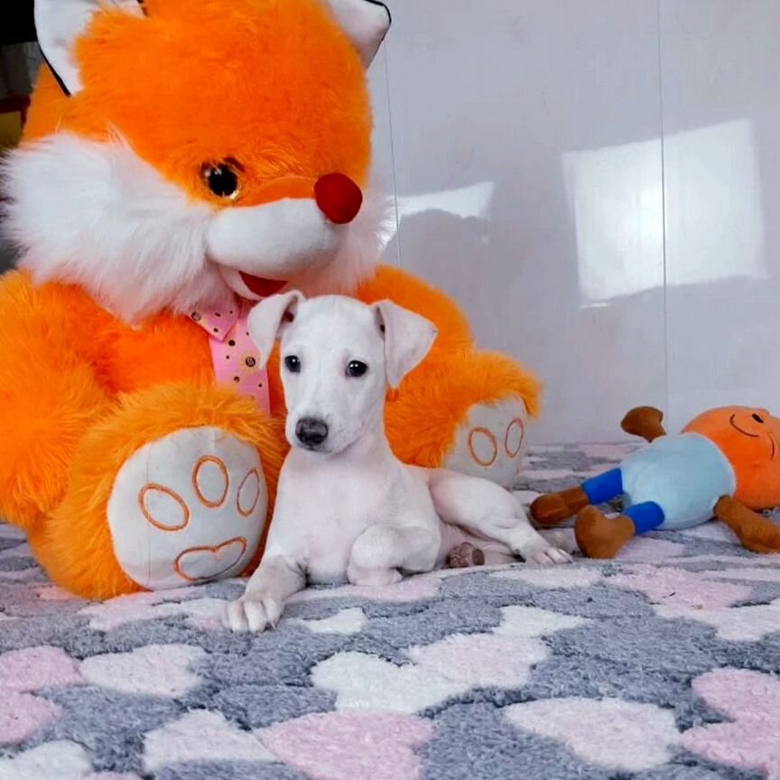 Левретка, щенок