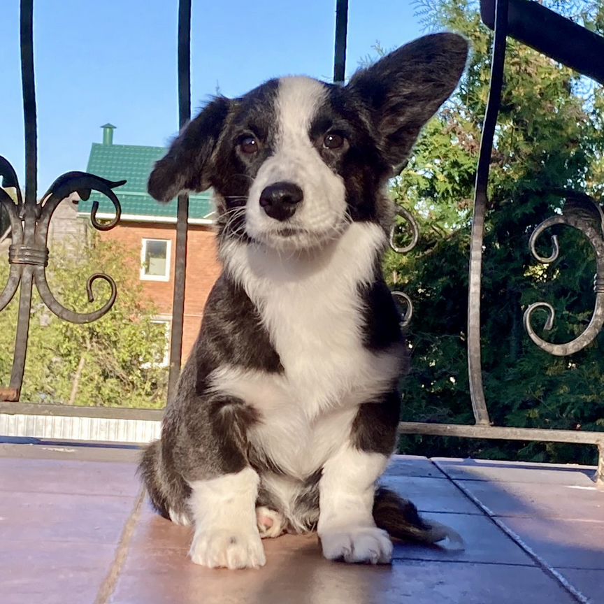 Щенки Вельш Корги Кардиган