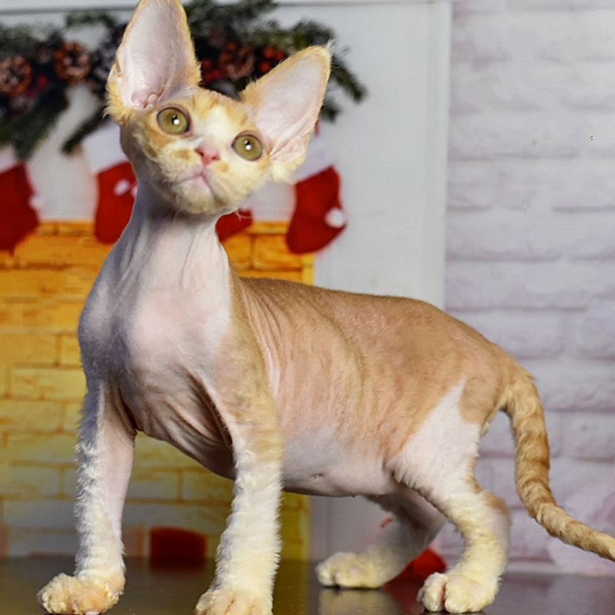 Девон-рекс котёнок