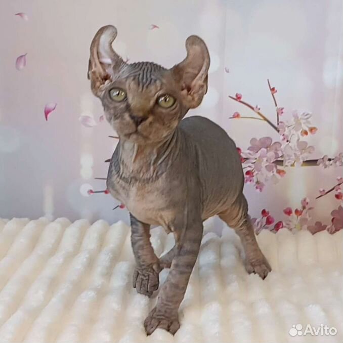 Канадский сфинкс, эльф